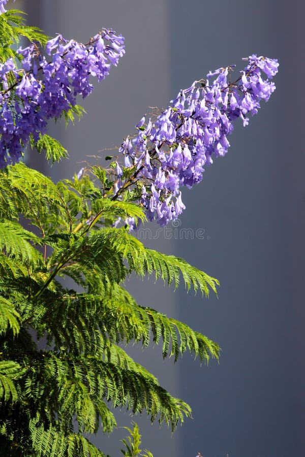 Jacaranda Azul En Flor Jacaranda Mimosifolia Foto de archivo - Imagen ...