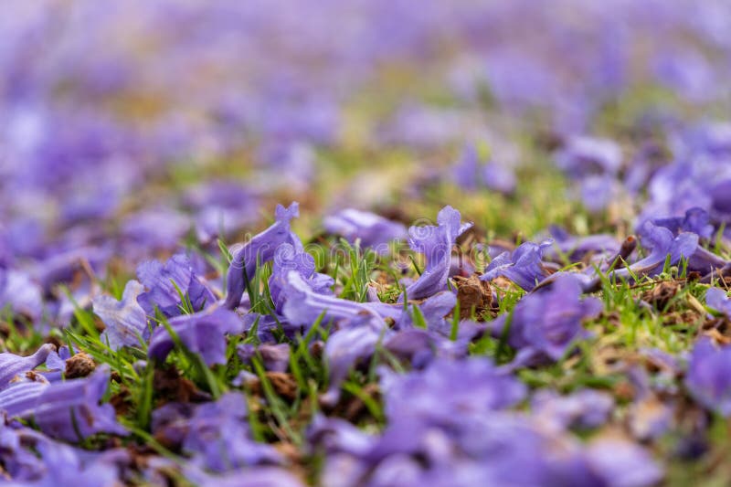 Jacaranda Bloom in Adelaide Stock Photo - Image of season, street ...