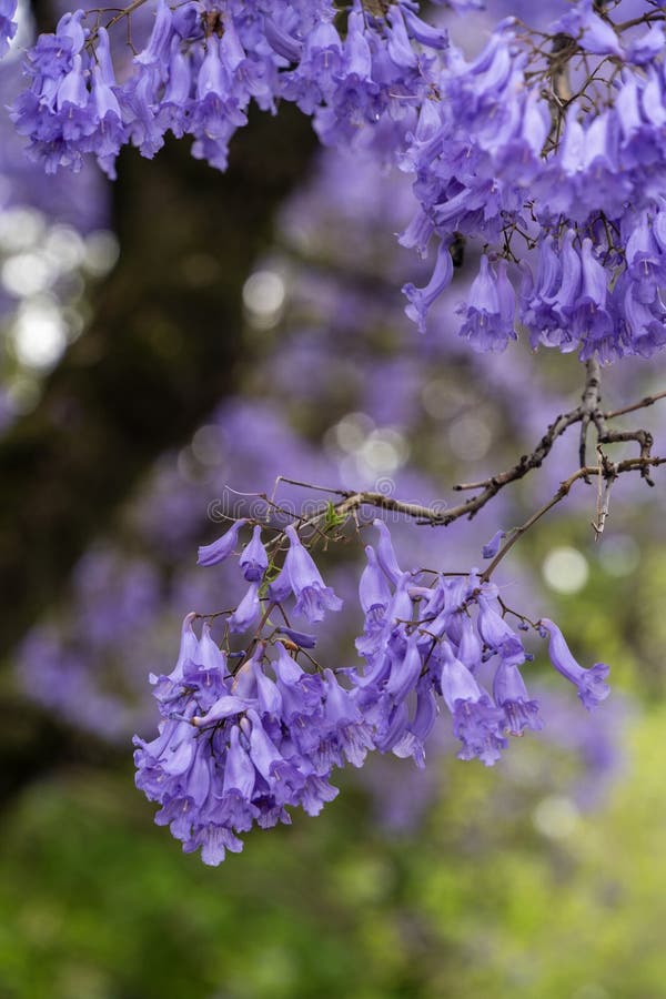 Jacaranda Bloom in Adelaide Stock Image - Image of season, botany ...