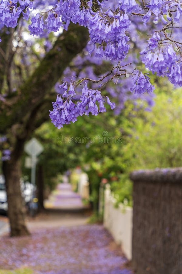 Jacaranda Bloom in Adelaide Stock Image - Image of botany, botanical ...