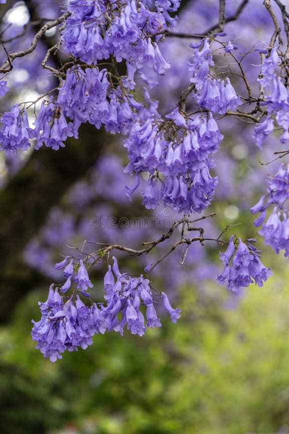 Jacaranda Bloom in Adelaide Stock Image - Image of road, spring: 306234553