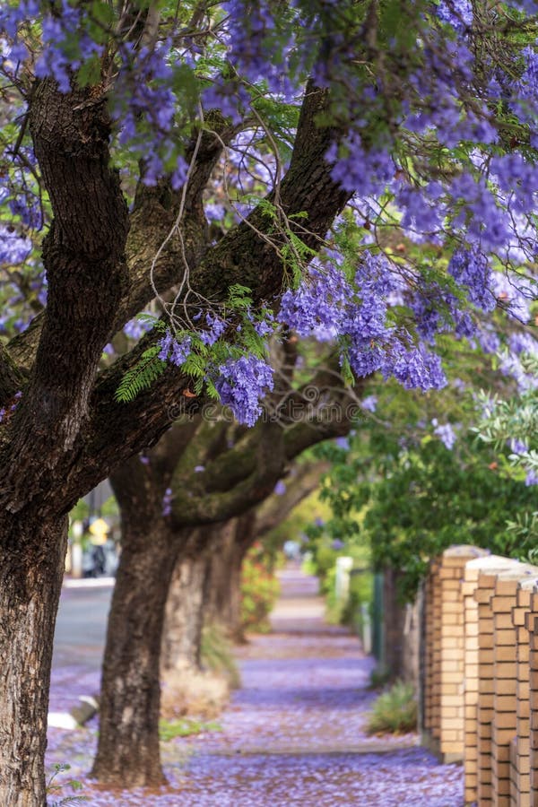 Jacaranda Bloom in Adelaide Stock Image - Image of blooming, botany ...