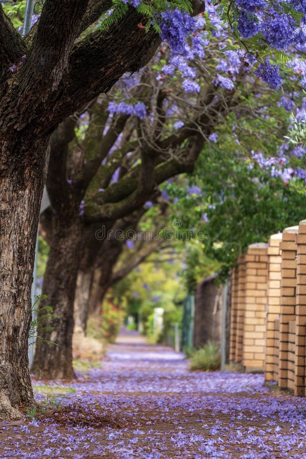 Jacaranda Bloom in Adelaide Stock Photo - Image of floral, beautiful ...