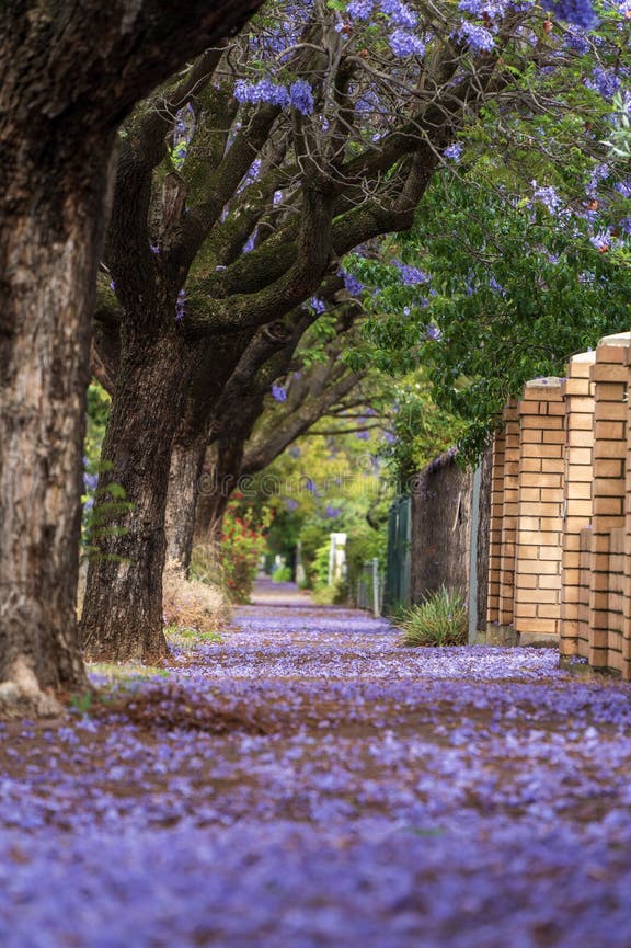 Jacaranda Bloom in Adelaide Stock Image - Image of tree, flowers: 306235519