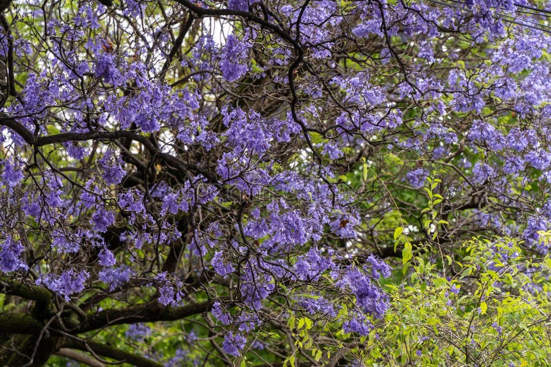 Jacaranda Bloom in Adelaide Stock Image - Image of flowers, beautiful ...