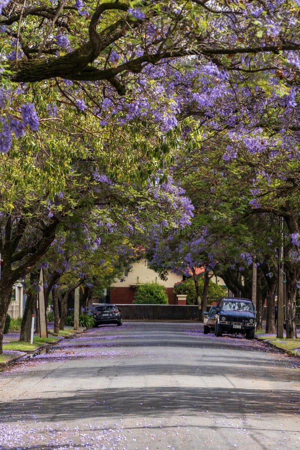 Jacaranda Bloom in Adelaide Stock Photo - Image of beauty, nature ...