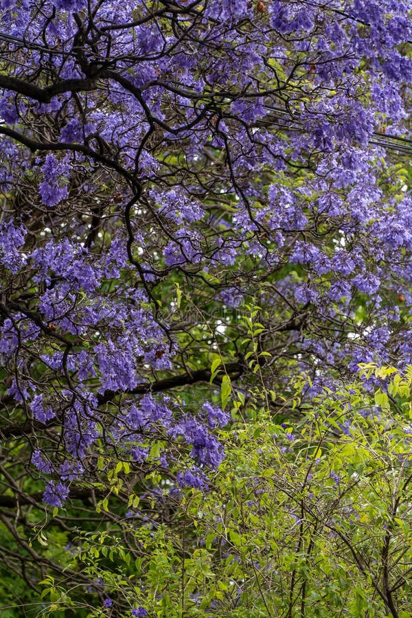 Jacaranda Bloom in Adelaide Stock Photo - Image of nature, branch ...