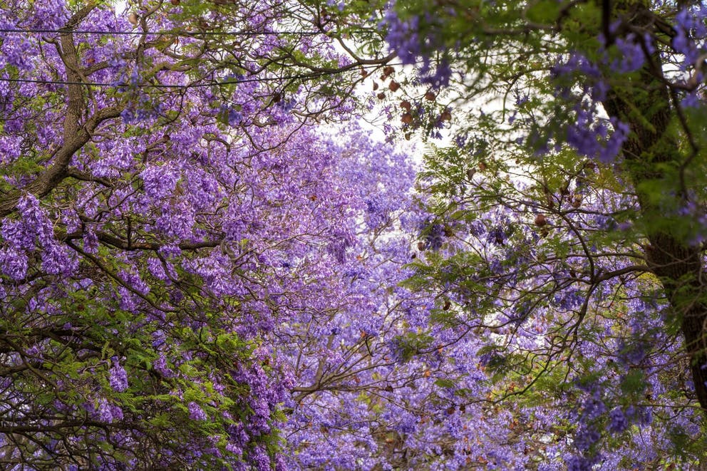 Jacaranda Bloom in Adelaide Stock Photo - Image of spring, purple ...