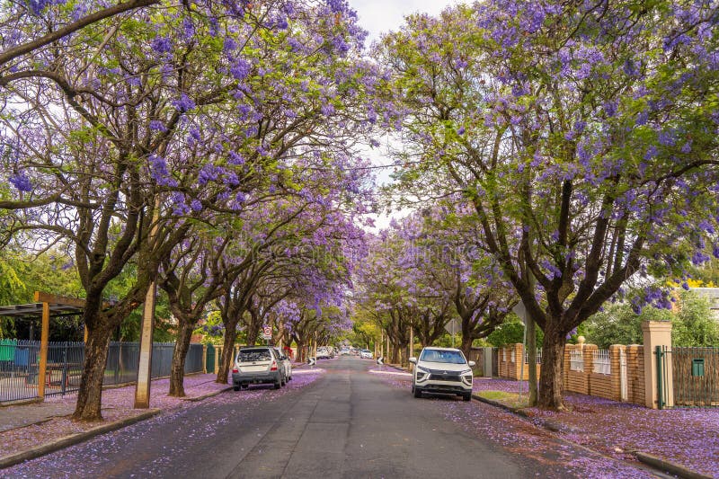 Jacaranda Bloom in Adelaide Stock Image - Image of spring, botanical ...