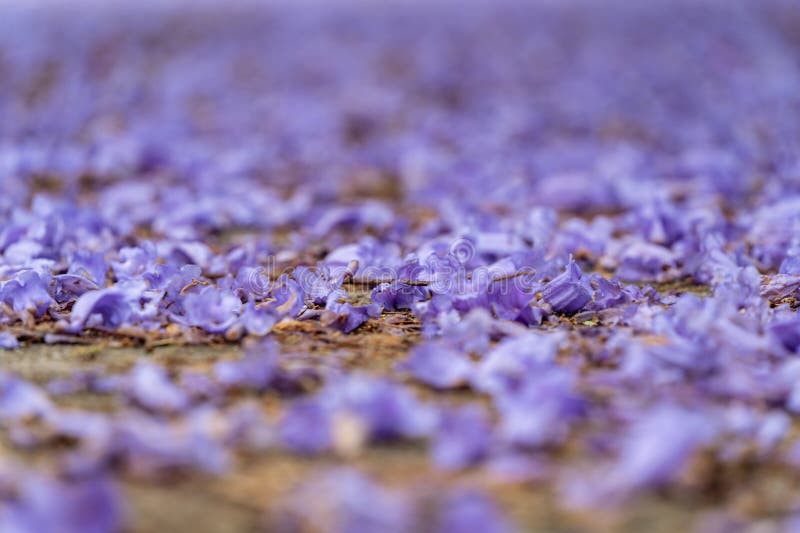 Jacaranda Bloom in Adelaide Stock Photo - Image of blooming, botanical ...