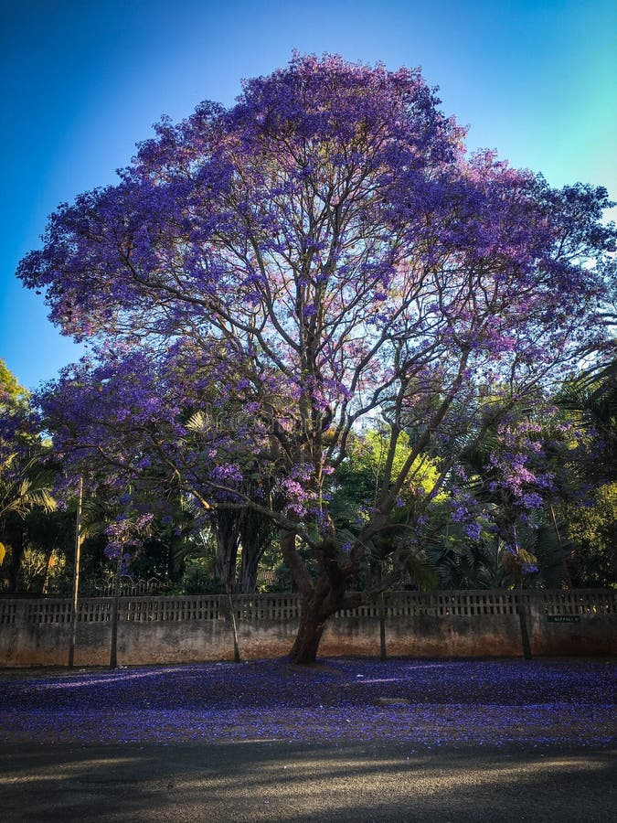 Jacaranda Harare Stock Photos - Free & Royalty-Free Stock Photos from ...