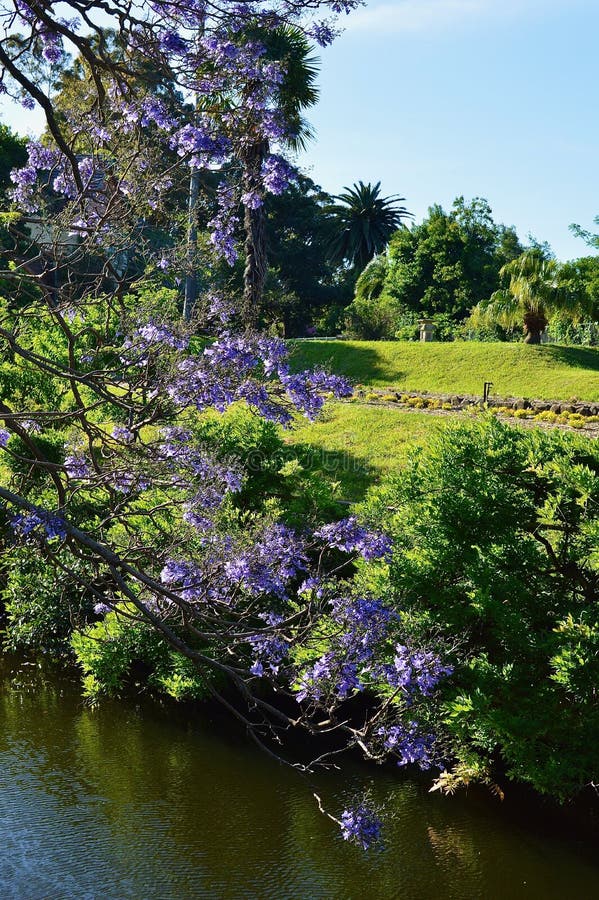 Jacaranda Blossoms in the Park at Spring Time Stock Photo - Image of ...