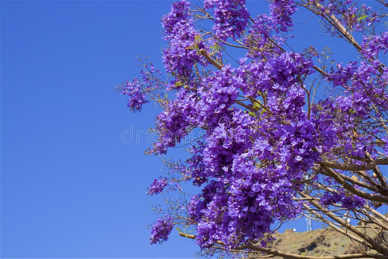 Jacaranda branch stock image. Image of tree, purple - 113591295