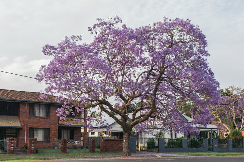 Jacaranda florida imagen de archivo. Imagen de calle - 165776645