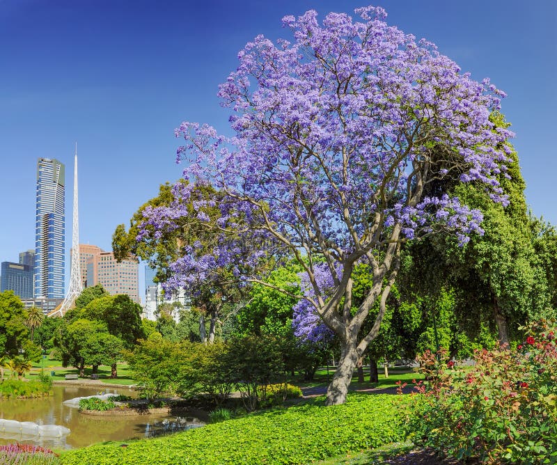 Jacaranda in the Royal Botanic Gardens Melbourne Stock Photo - Image of ...