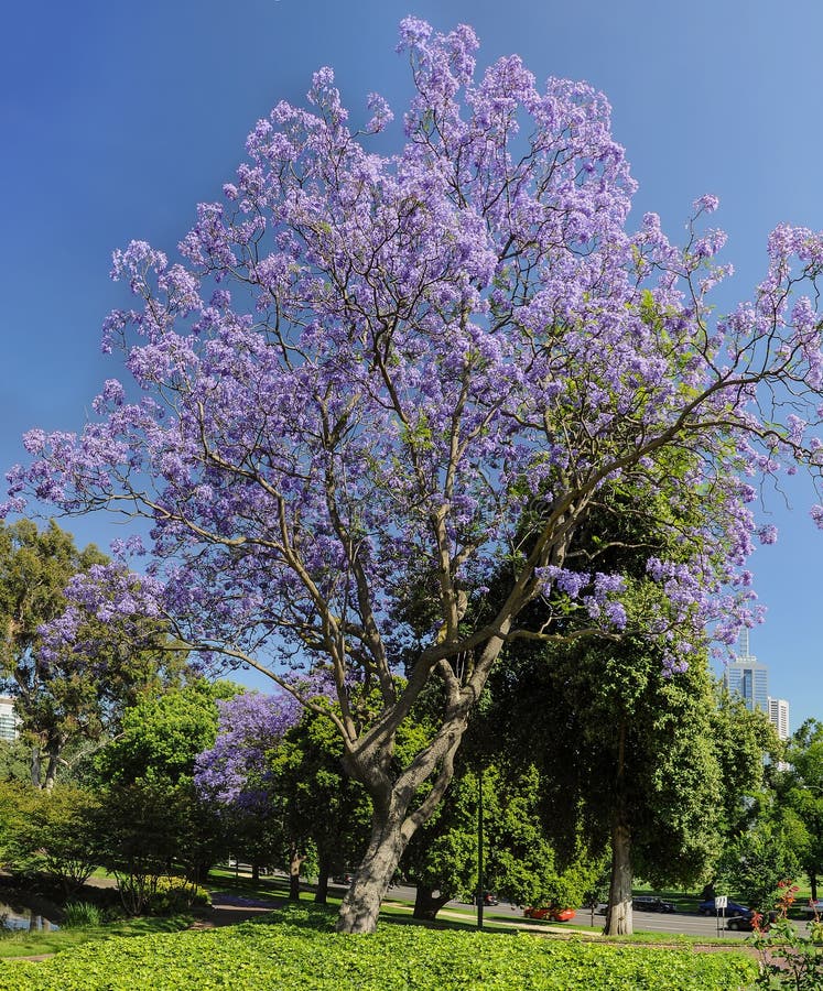 Jacaranda in the Royal Botanic Gardens Melbourne Stock Photo - Image of ...