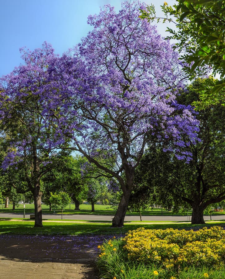 Jacaranda in the Royal Botanic Gardens Melbourne Stock Photo - Image of ...
