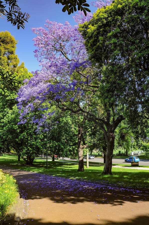 Jacaranda in the Royal Botanic Gardens Melbourne Stock Photo - Image of ...