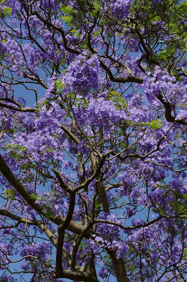 Jacaranda in the Royal Botanic Gardens Melbourne Stock Image - Image of ...
