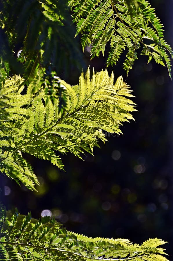 Jacaranda Leaves in Sunlight Stock Photo - Image of close, plant: 272855844