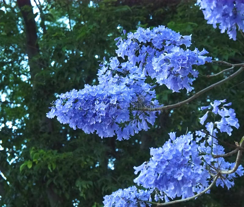 Jacaranda Mimosifolia - Purple Blooming Palisander Tree Stock Photo ...