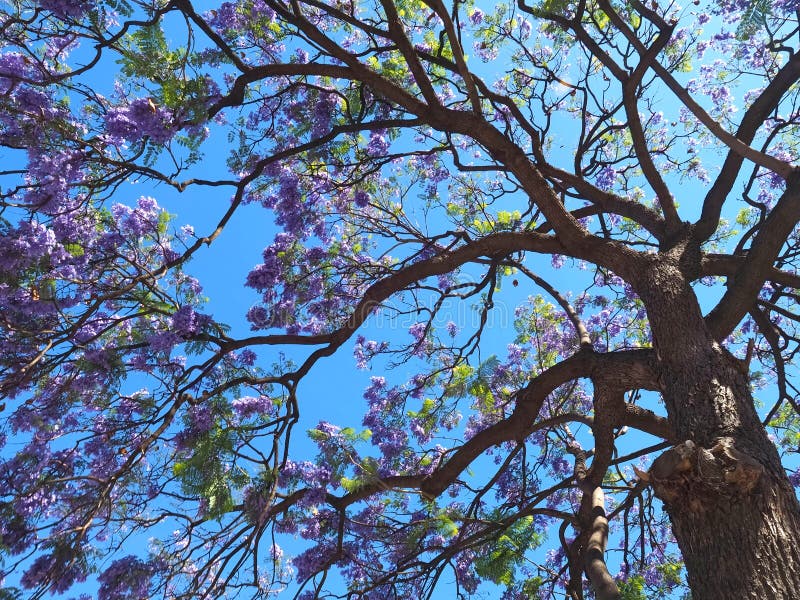 Jacaranda Mimosifolia - Purple Blooming Palisander Tree Stock Photo ...