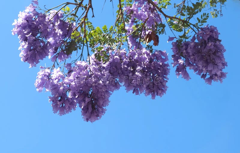 Jacaranda Mimosifolia - Purple Blooming Palisander Tree Stock Photo ...