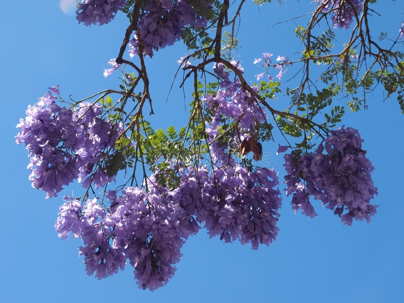 Jacaranda Mimosifolia - Purple Blooming Palisander Tree Stock Image ...