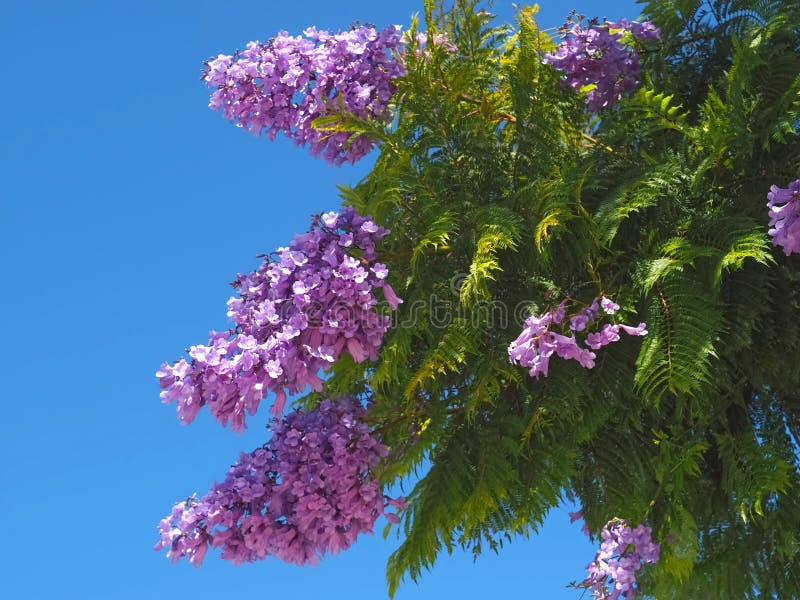 Jacaranda Mimosifolia - Purple Blooming Palisander Tree Stock Image ...