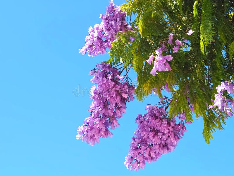 Jacaranda Mimosifolia - Purple Blooming Palisander Tree Stock Image ...