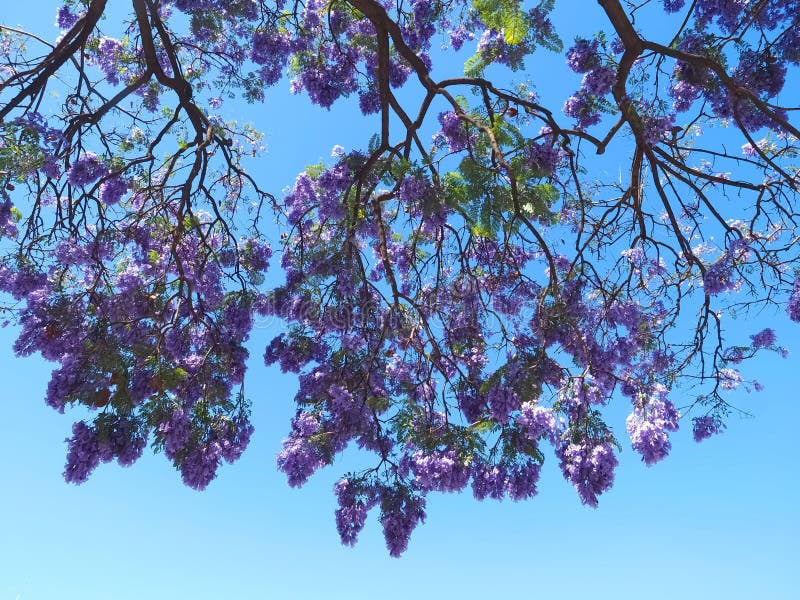 Jacaranda Mimosifolia - Purple Blooming Palisander Tree Stock Photo ...