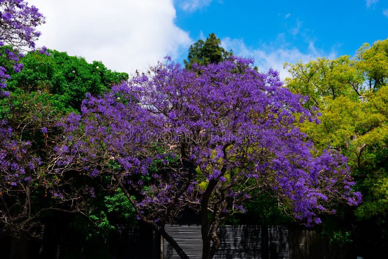 179 Jacaranda Tree Argentina Stock Photos - Free & Royalty-Free Stock ...
