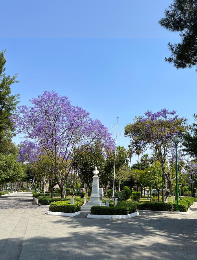 Flowering Jacaranda Trees in a Park in Cyprus Editorial Photography ...