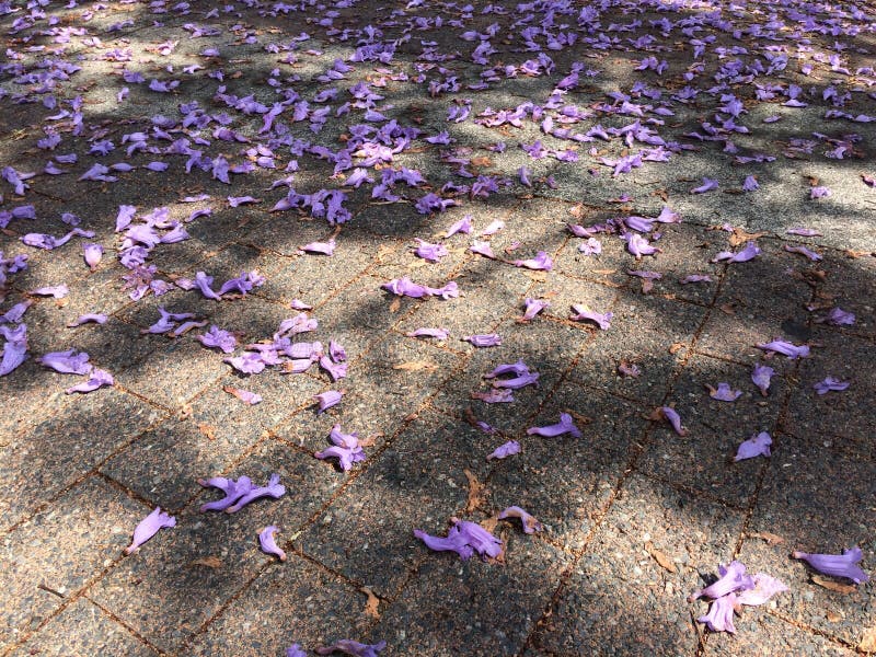 Jacaranda Purple Petals Fall Full Path Stock Image - Image of ...
