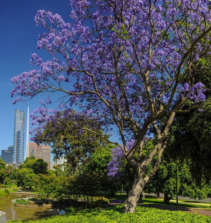 137 Jacaranda Multi Stock Photos - Free & Royalty-Free Stock Photos ...