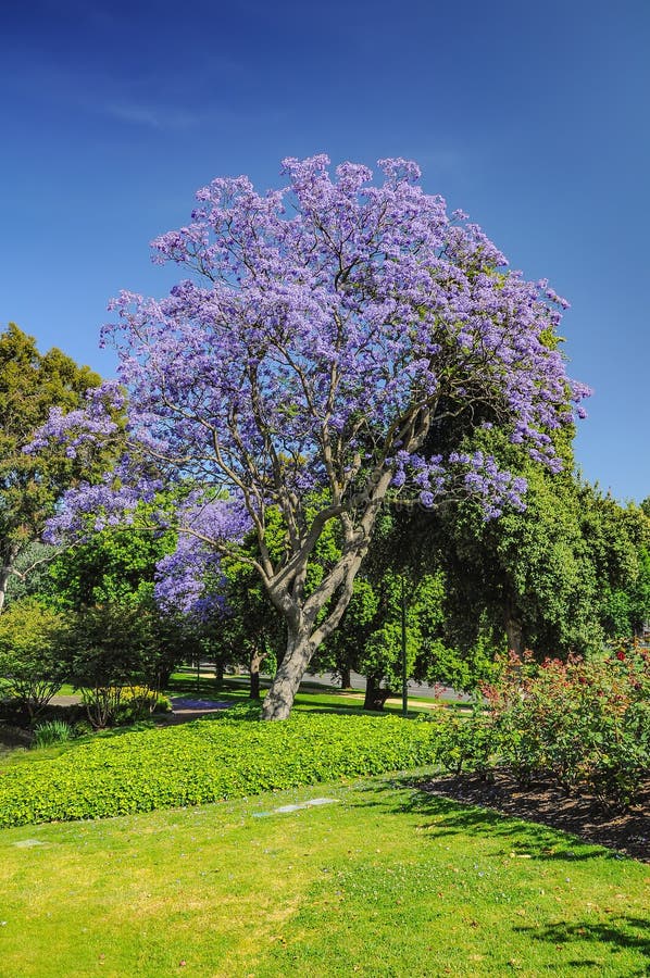 Jacaranda tree blossoms stock image. Image of leaves - 78282975