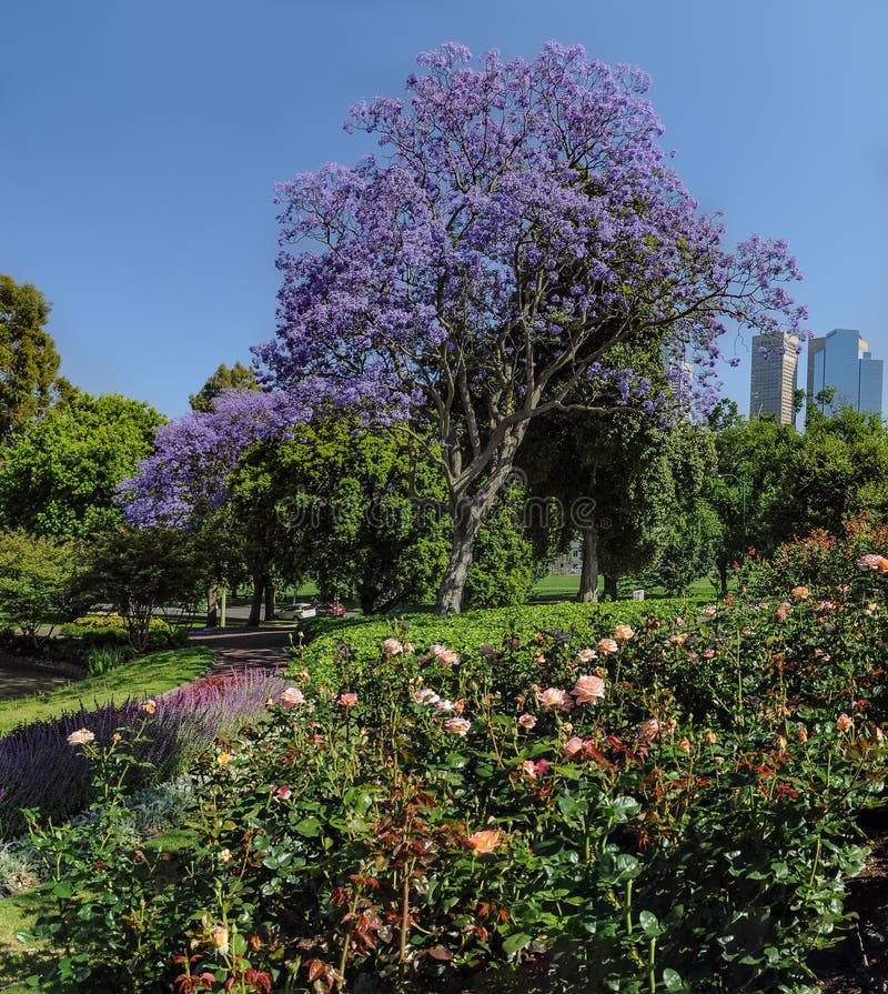 136 Jacaranda Multi Stock Photos - Free & Royalty-Free Stock Photos ...