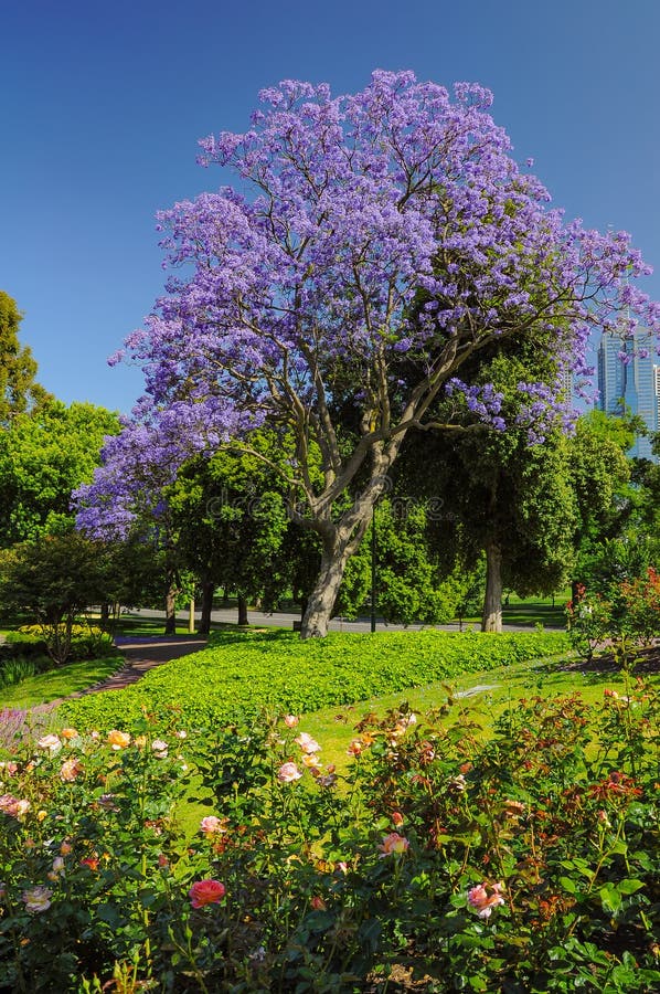 Jacaranda tree blossoms stock image. Image of leaves - 78282975