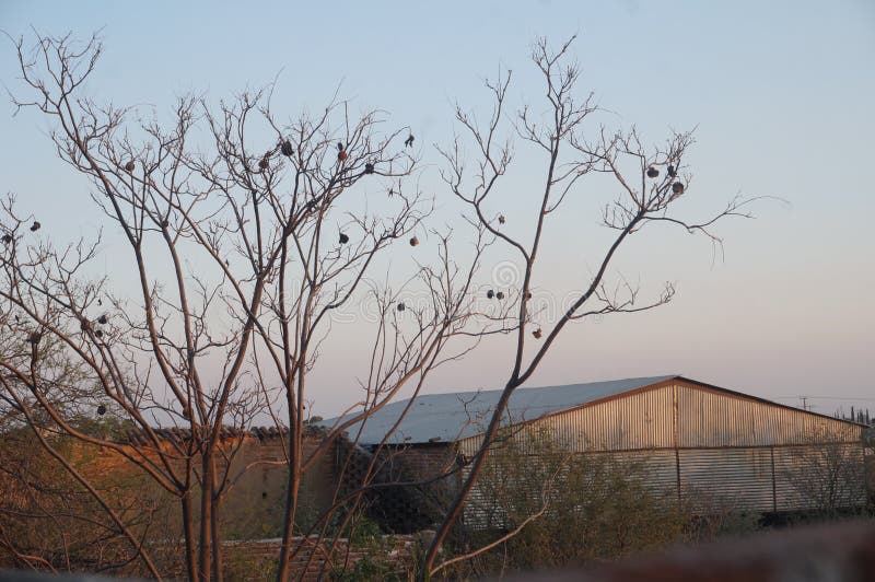 Jacaranda with seedlings stock photo. Image of jacarnda - 158503028