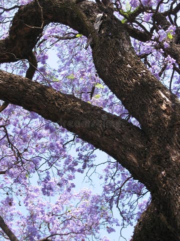 Jacaranda tree stock photo. Image of trunk, violet, tree - 138348