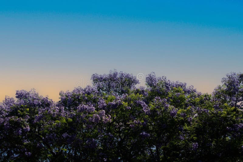 Jacaranda Tree Top Shot from Low Angle Stock Photo - Image of blooming ...