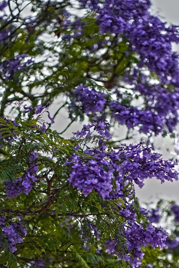 Australian Jacaranda Tree In Full Bloom Full Of Purple Flowers Stock ...