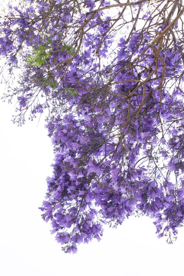 107 Large Jacaranda Tree Stock Photos - Free & Royalty-Free Stock ...