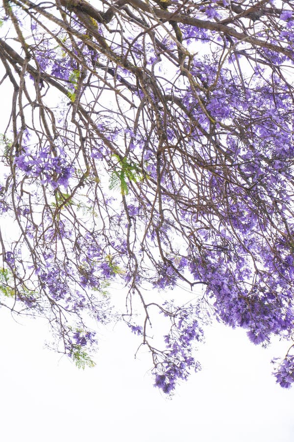 107 Large Jacaranda Tree Stock Photos - Free & Royalty-Free Stock ...