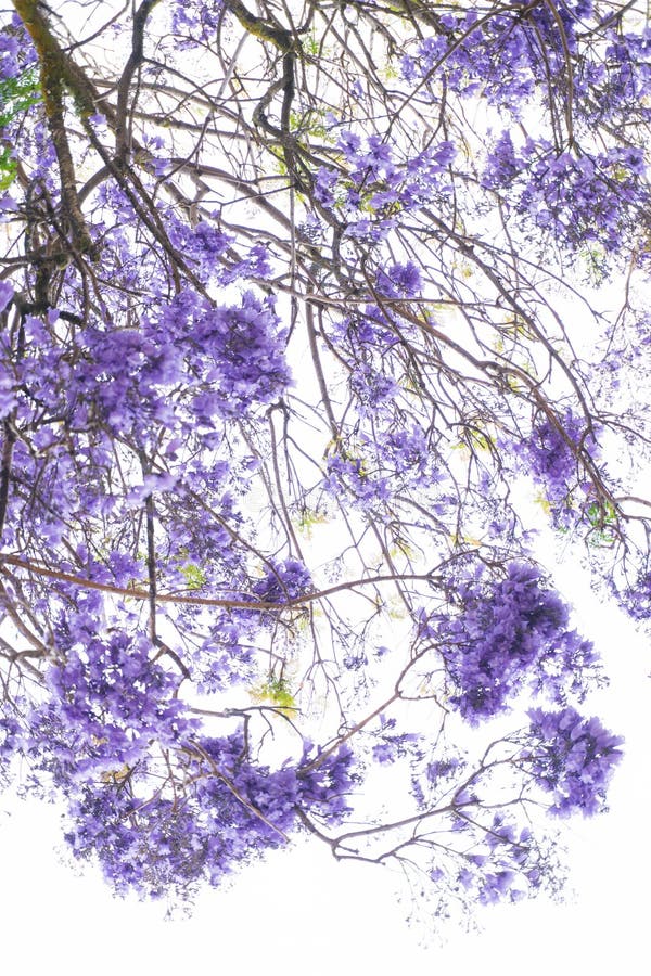 107 Large Jacaranda Tree Stock Photos - Free & Royalty-Free Stock ...
