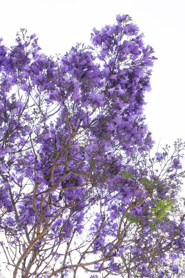 107 Large Jacaranda Tree Stock Photos - Free & Royalty-Free Stock ...
