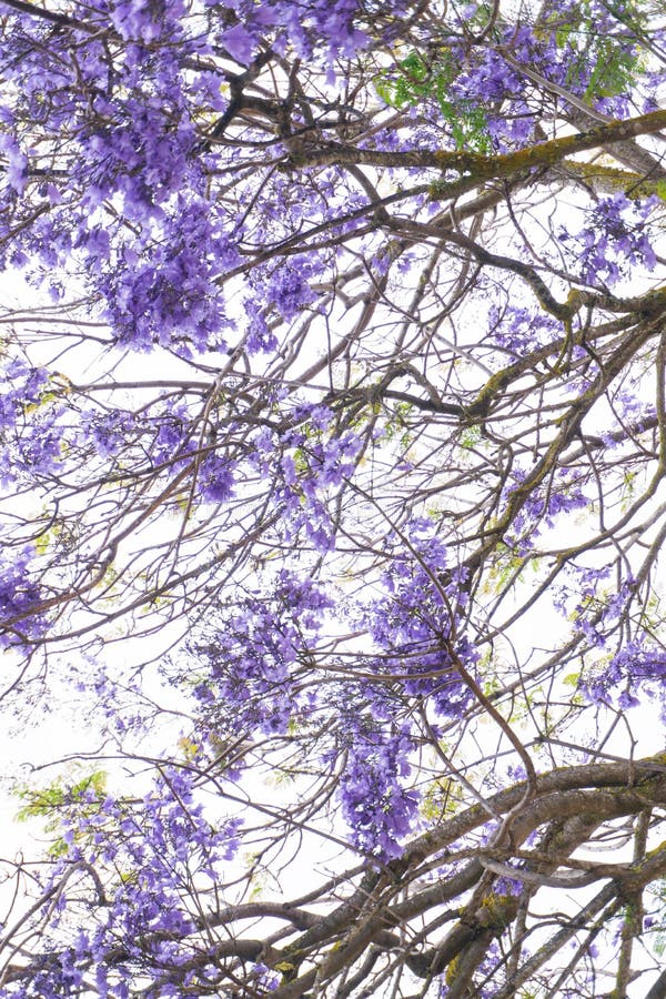 107 Large Jacaranda Tree Stock Photos - Free & Royalty-Free Stock ...