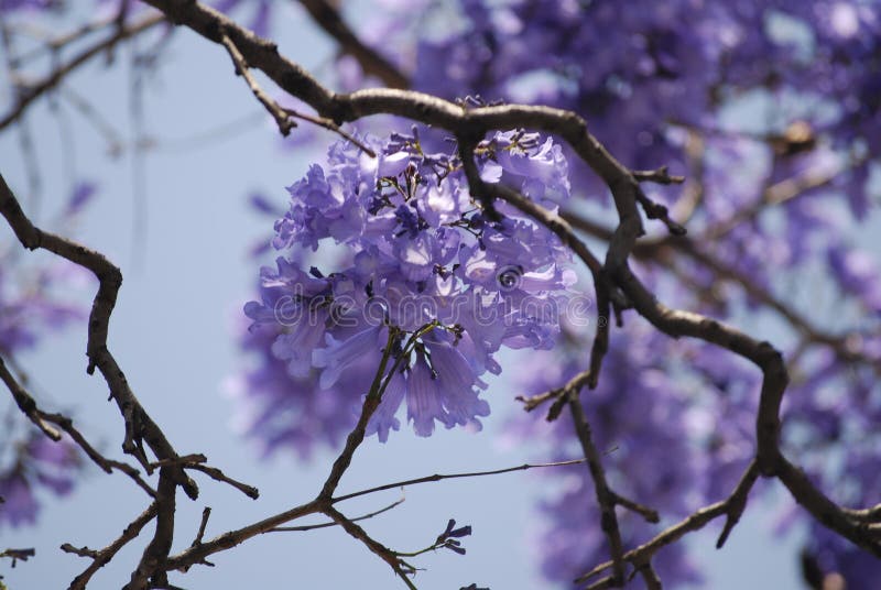 Jacaranda tree stock image. Image of flowers, blossom - 112868713