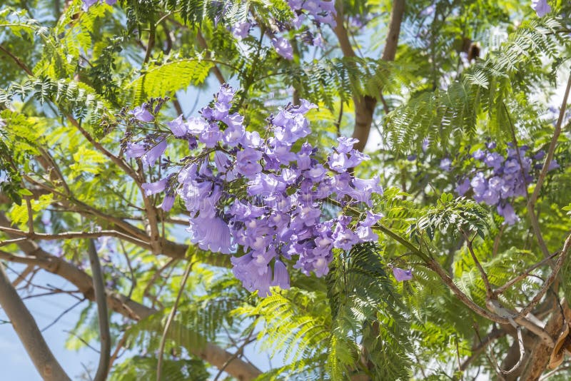 Jacaranda tree pods, seeds stock photo. Image of botany - 55469752
