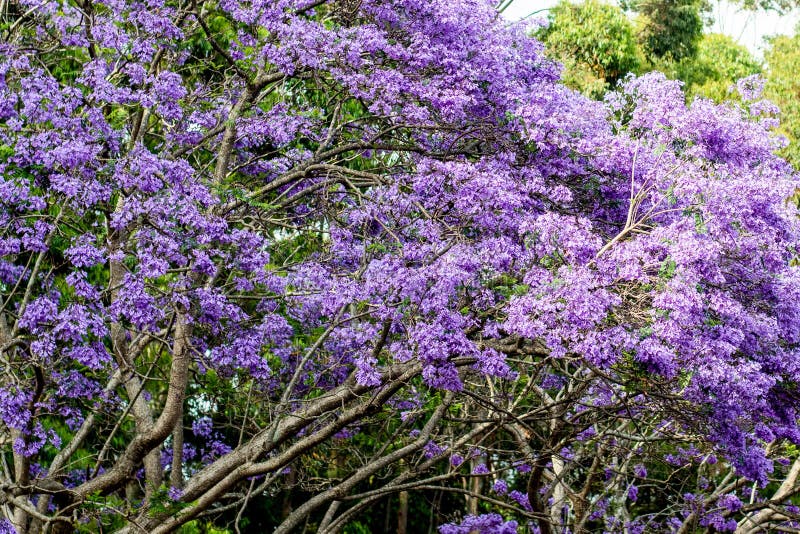 Jacaranda Tree in a Full Bloom with Beautiful Purple Flowers Stock ...